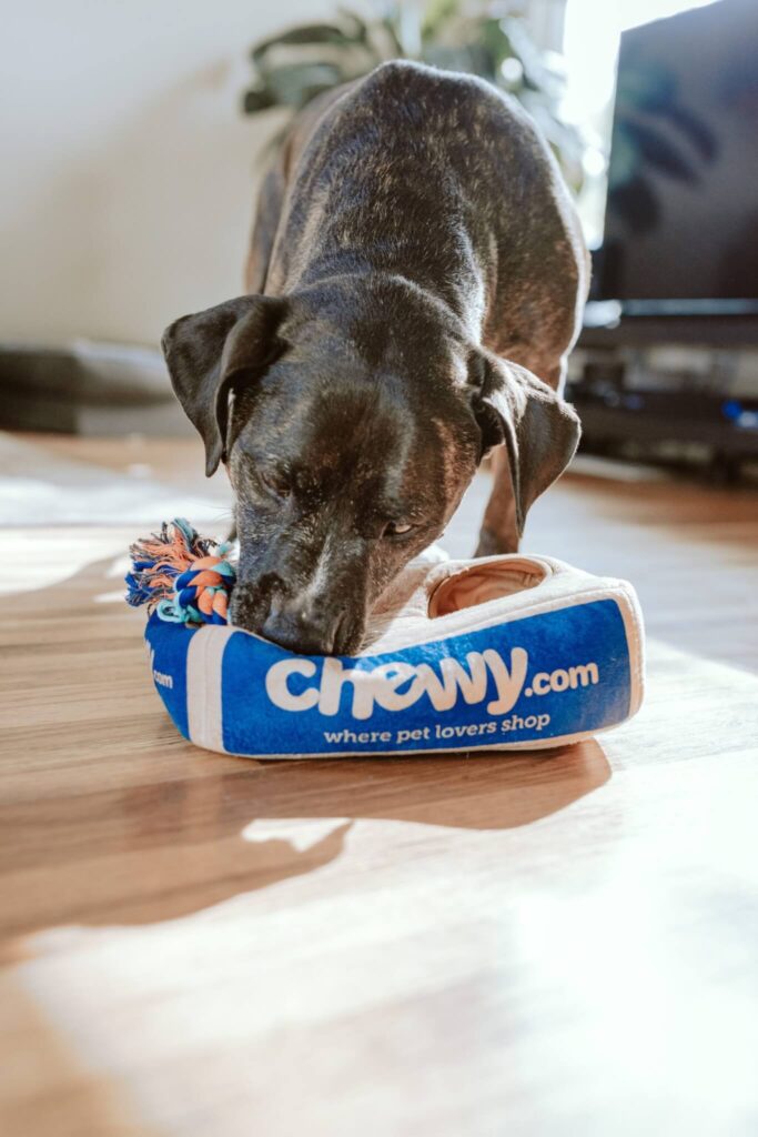 A Straightforward Process to Get Removed from Chewy’s Mailing List ...